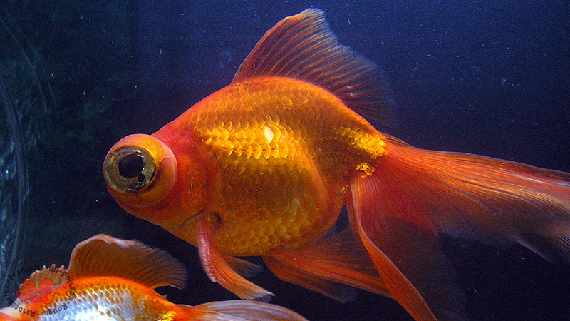 Le site du Poisson Rouge - Les variétés de poisson rouge