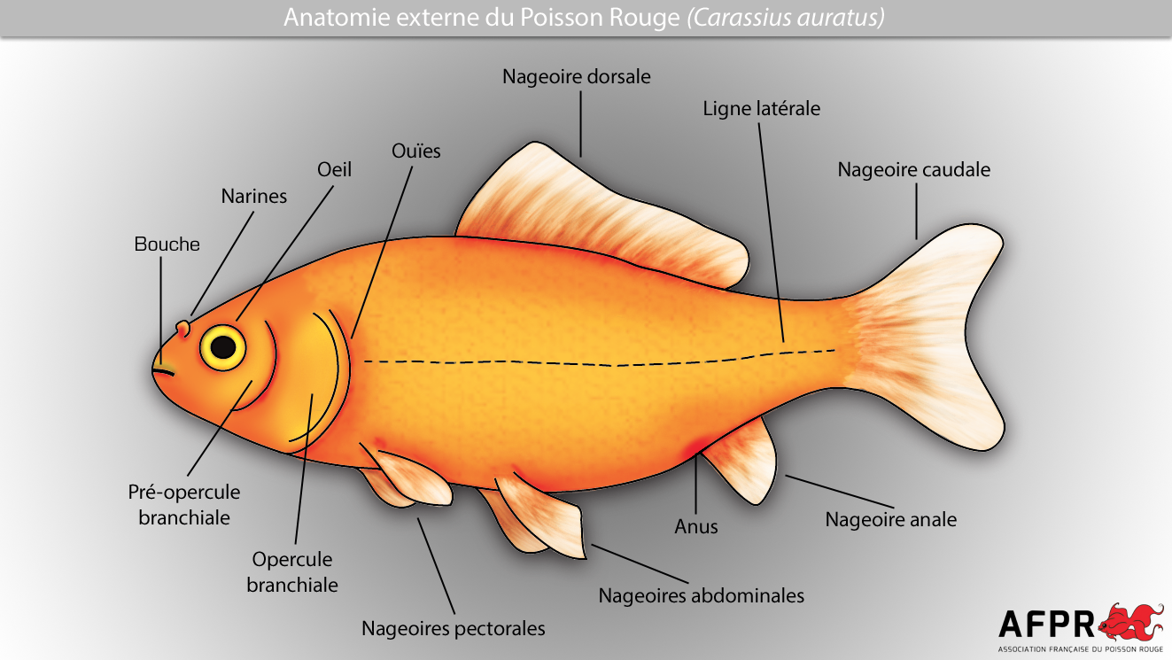 Anatomie du poisson rouge – Association Française du Poisson Rouge