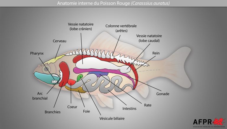 Anatomie du poisson rouge – Association Française du Poisson Rouge