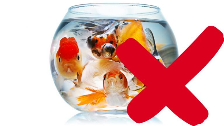 L’aquarium pour poisson rouge – Association Française du Poisson Rouge