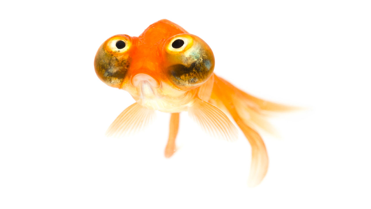 Les variétés de poisson rouge – Association Française du Poisson Rouge