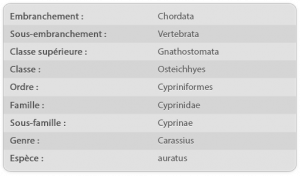 Le poisson rouge – Carassius auratus – Association Française du Poisson ...