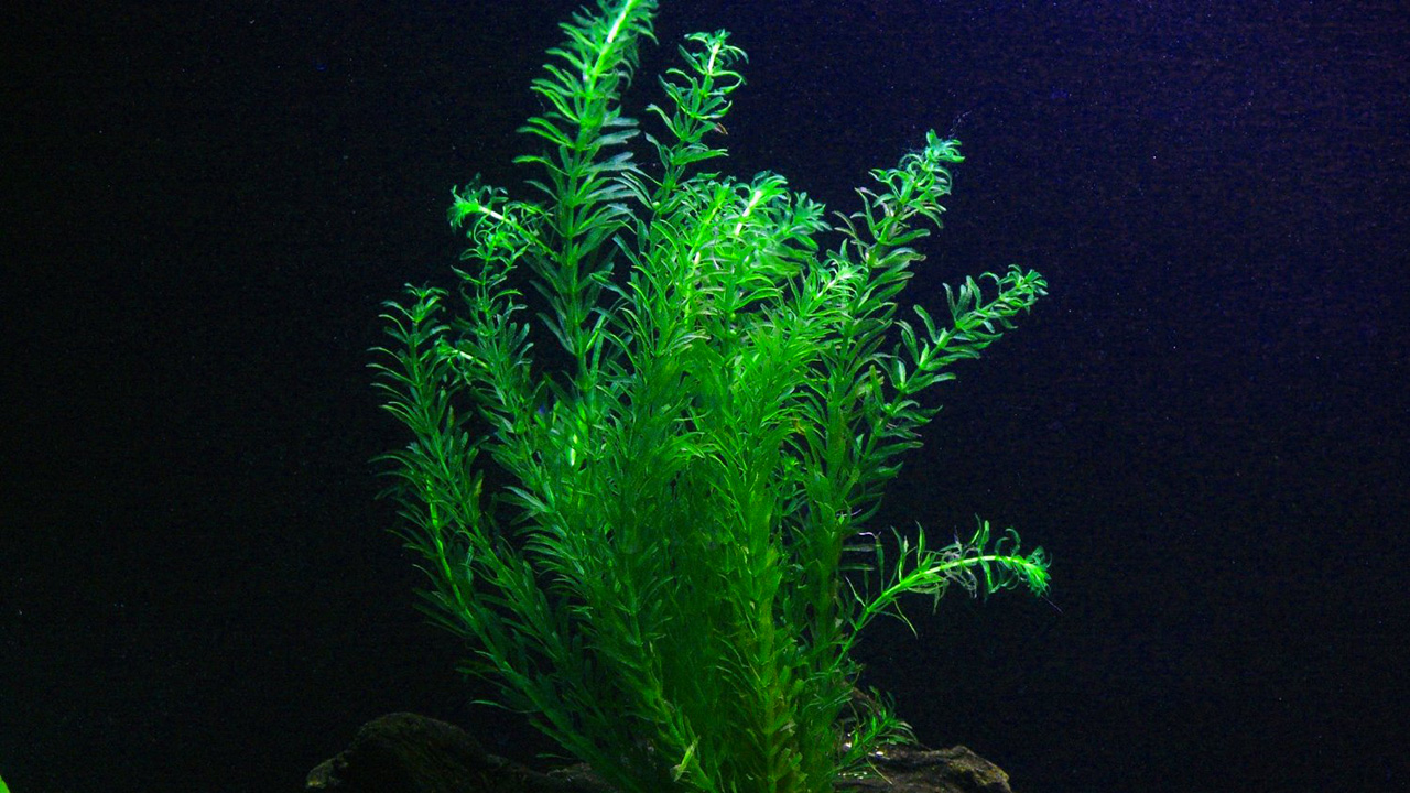 Plantes pour poisson rouge – Association Française du Poisson Rouge