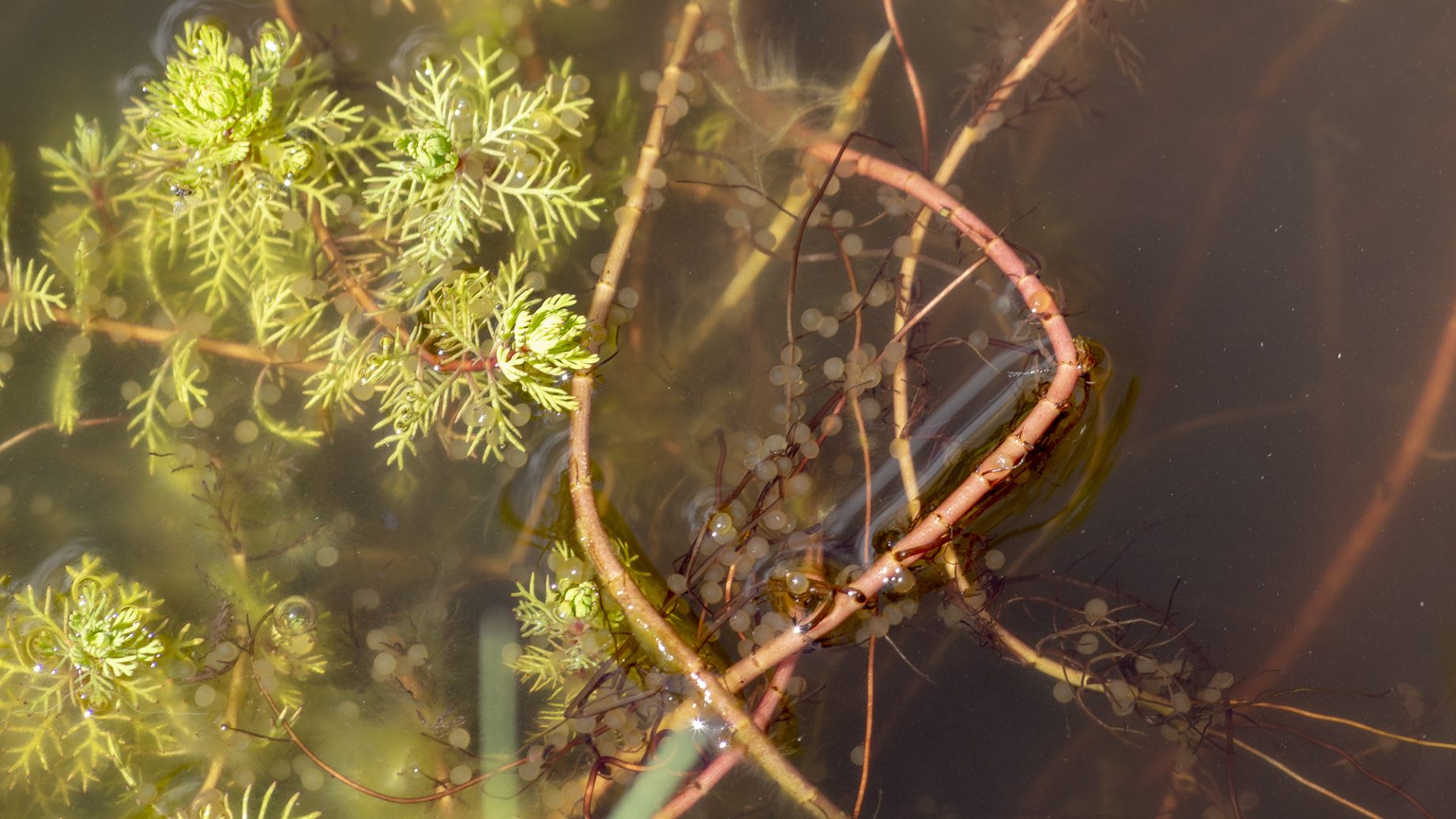 La reproduction des poissons rouges – Association Française du Poisson ...