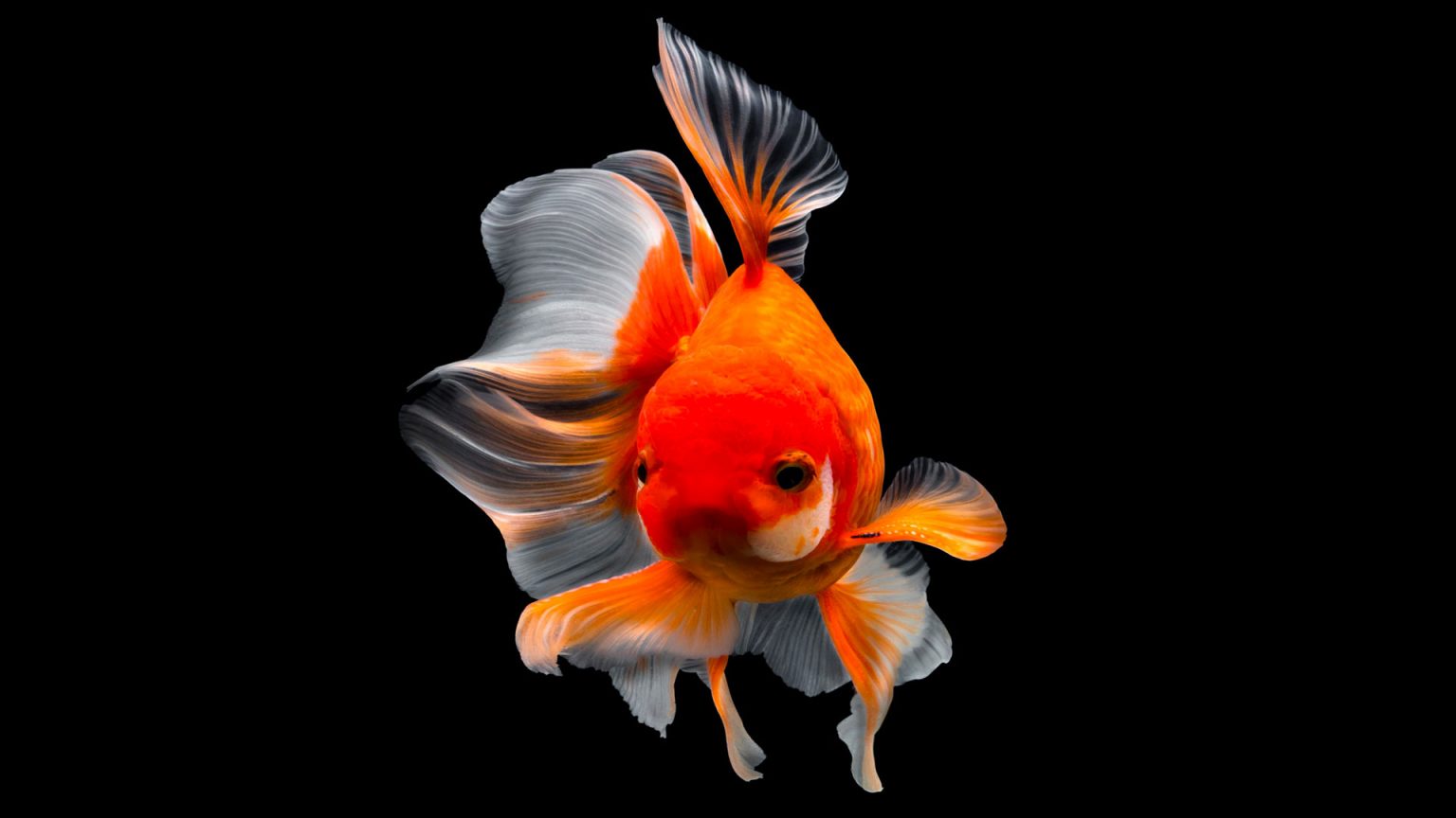 Les variétés de poisson rouge – Association Française du Poisson Rouge