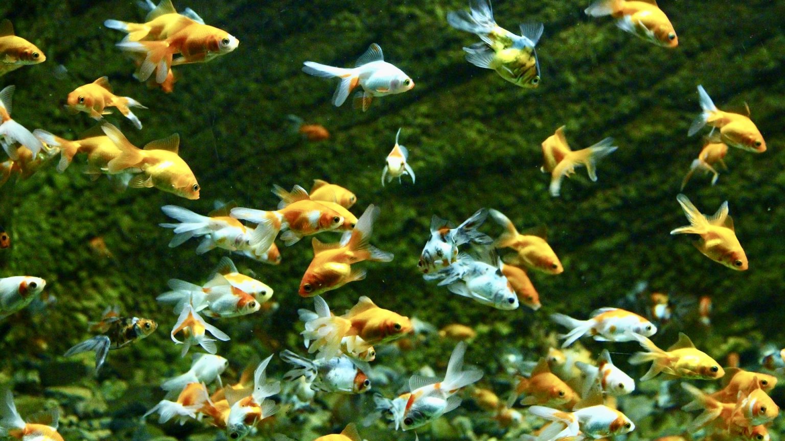 Cohabitation avec poisson rouge – Association Française du Poisson Rouge