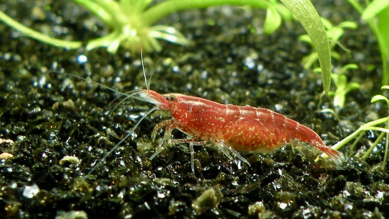 Cohabitation avec poisson rouge – Association Française du Poisson Rouge