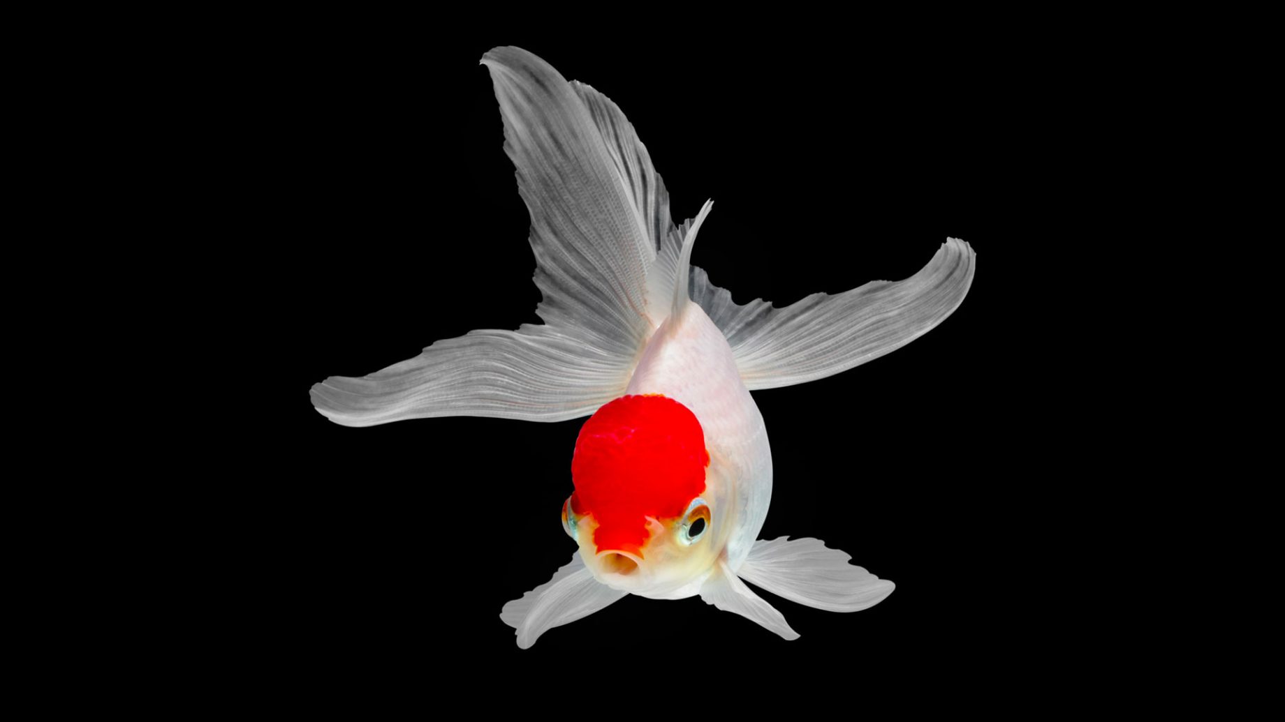 Les variétés de poisson rouge – Association Française du Poisson Rouge