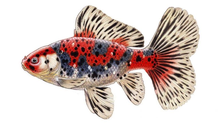 Les variétés de poisson rouge – Association Française du Poisson Rouge