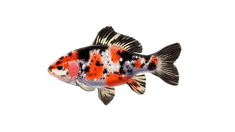 Les variétés de poisson rouge – Association Française du Poisson Rouge