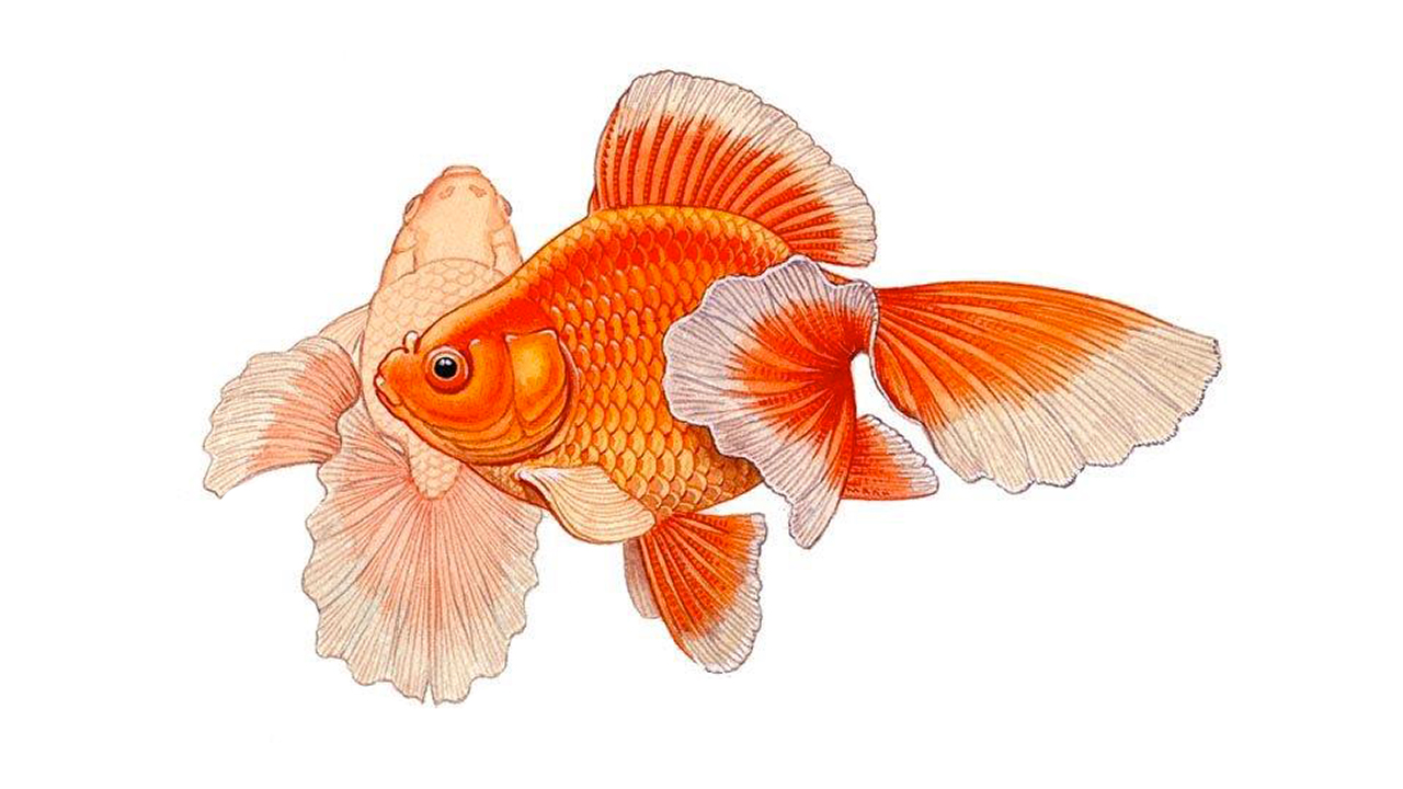 Les variétés de poisson rouge – Association Française du Poisson Rouge