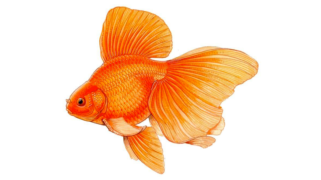 Les variétés de poisson rouge – Association Française du Poisson Rouge