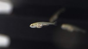 La reproduction des poissons rouges – Association Française du Poisson ...