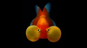 Les variétés de poisson rouge – Association Française du Poisson Rouge