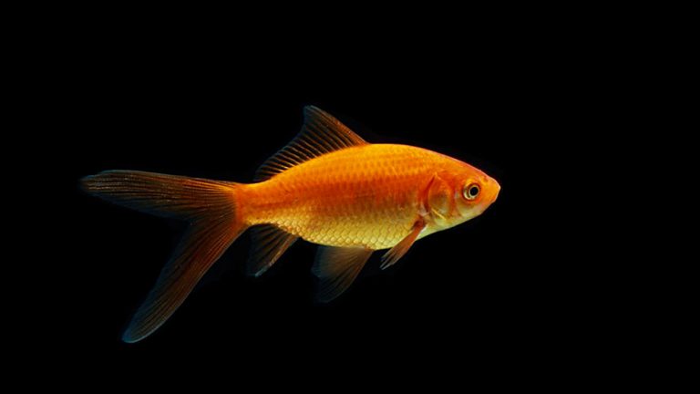 Les variétés de poisson rouge – Association Française du Poisson Rouge