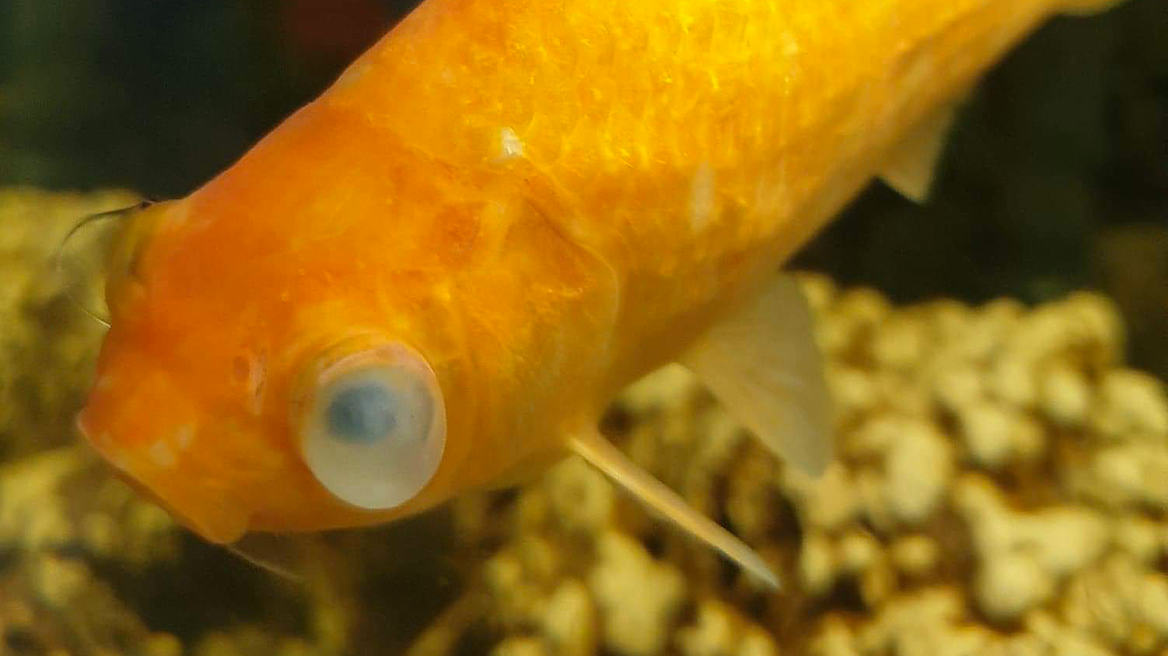 Exophtalmie – Association Française du Poisson Rouge
