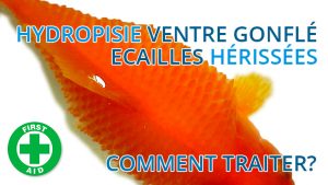 Hydropisie – Association Française du Poisson Rouge