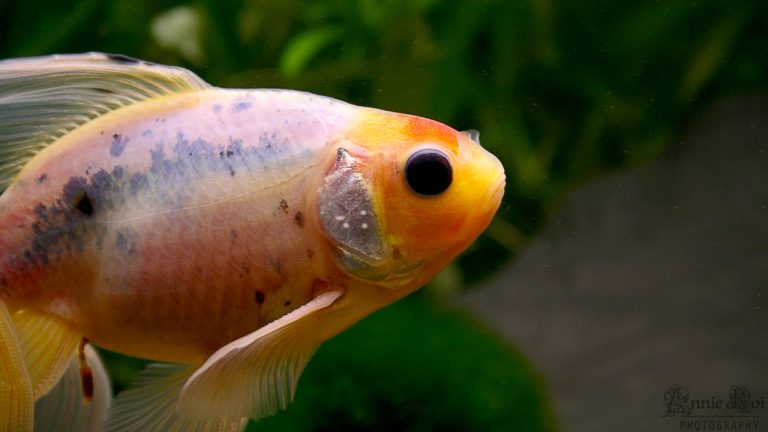 La reproduction des poissons rouges – Association Française du Poisson ...