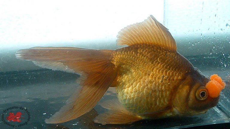 Les variétés de poisson rouge – Association Française du Poisson Rouge