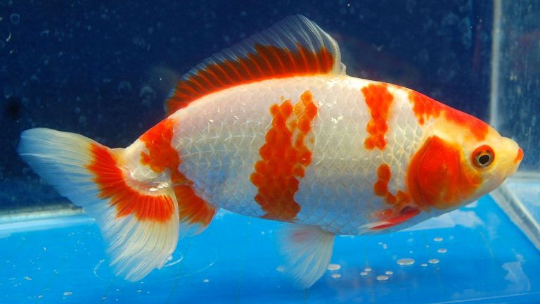 Les variétés de poisson rouge – Association Française du Poisson Rouge