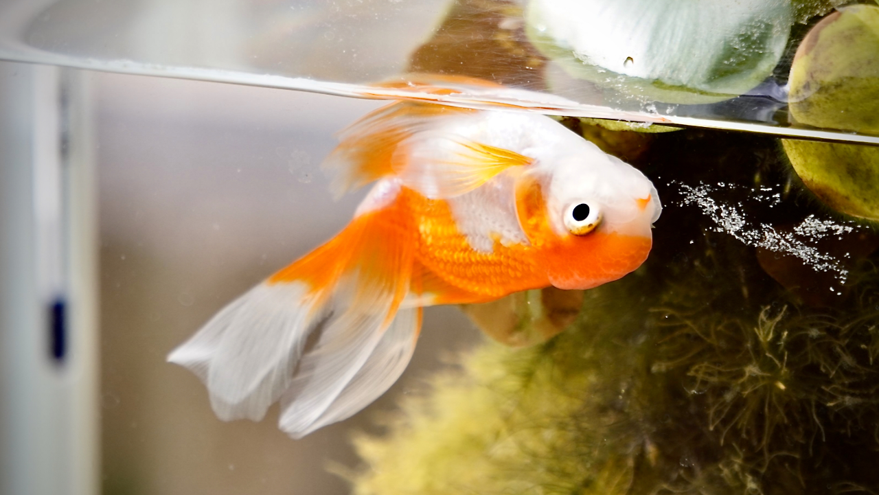 Trouble de la vessie natatoire – Association Française du Poisson Rouge